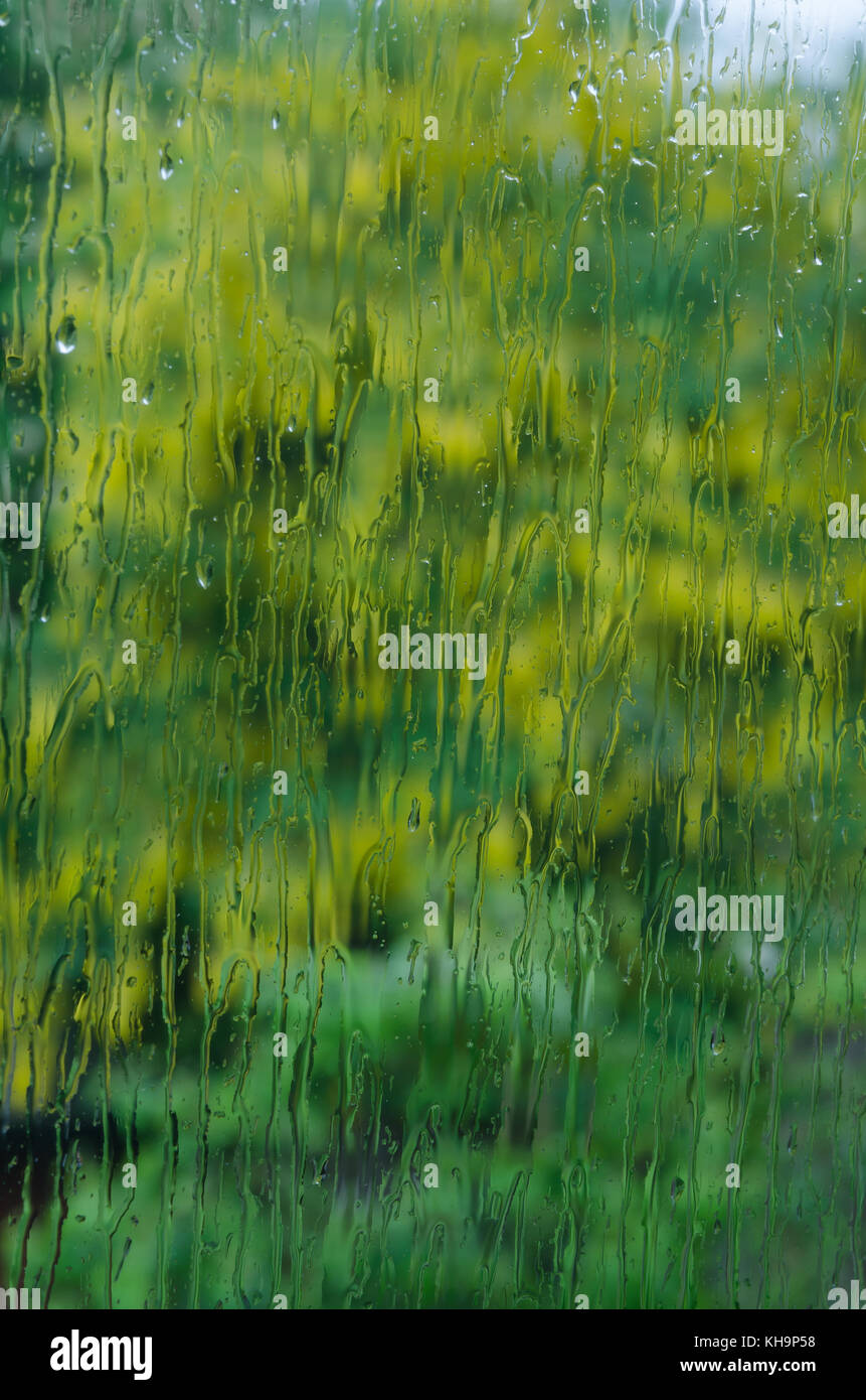 distorted view of early spring flowers and plants through window ...