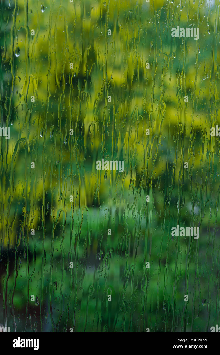 distorted view of early spring flowers and plants through window ...