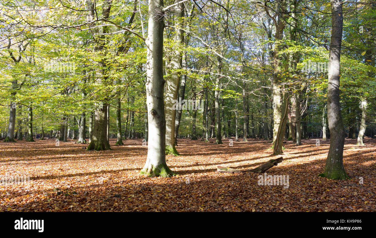 Woodland Scene in the New forest During autumn Stock Photo - Alamy