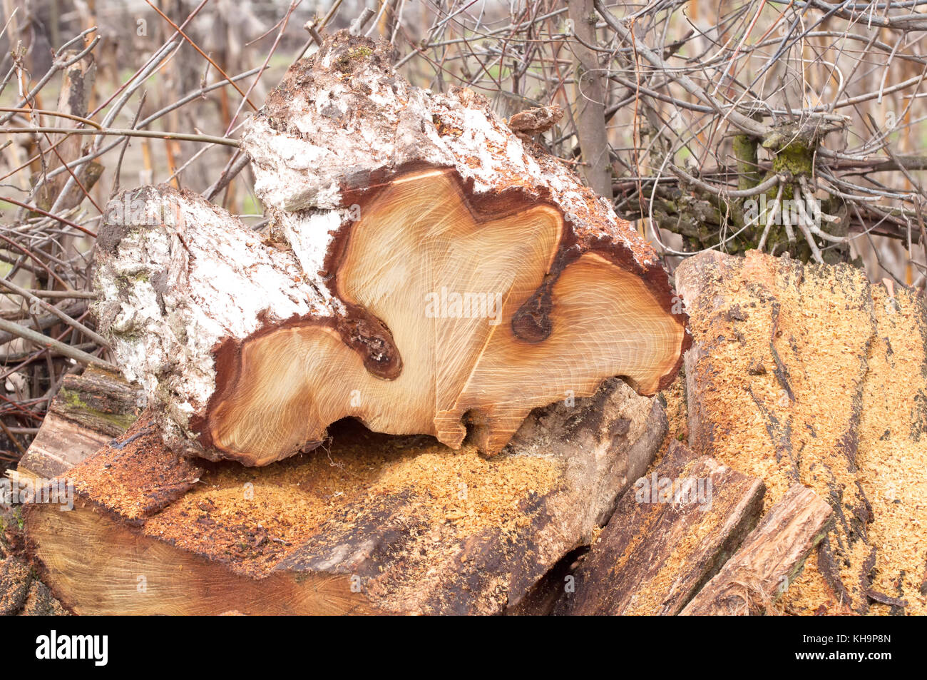 Detail of a cut log from a tree Stock Photo - Alamy