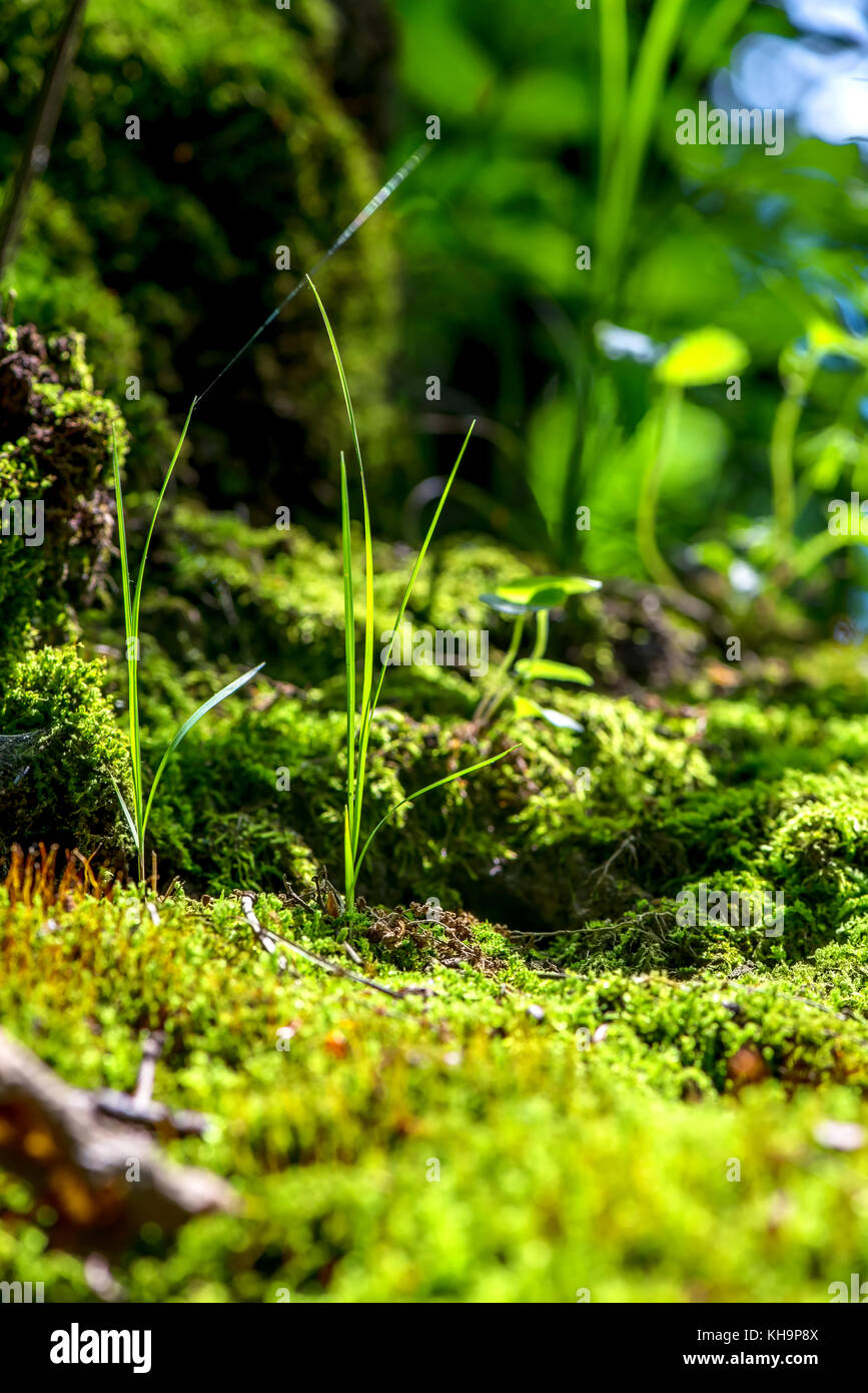 Blade of grass detail Stock Photo - Alamy
