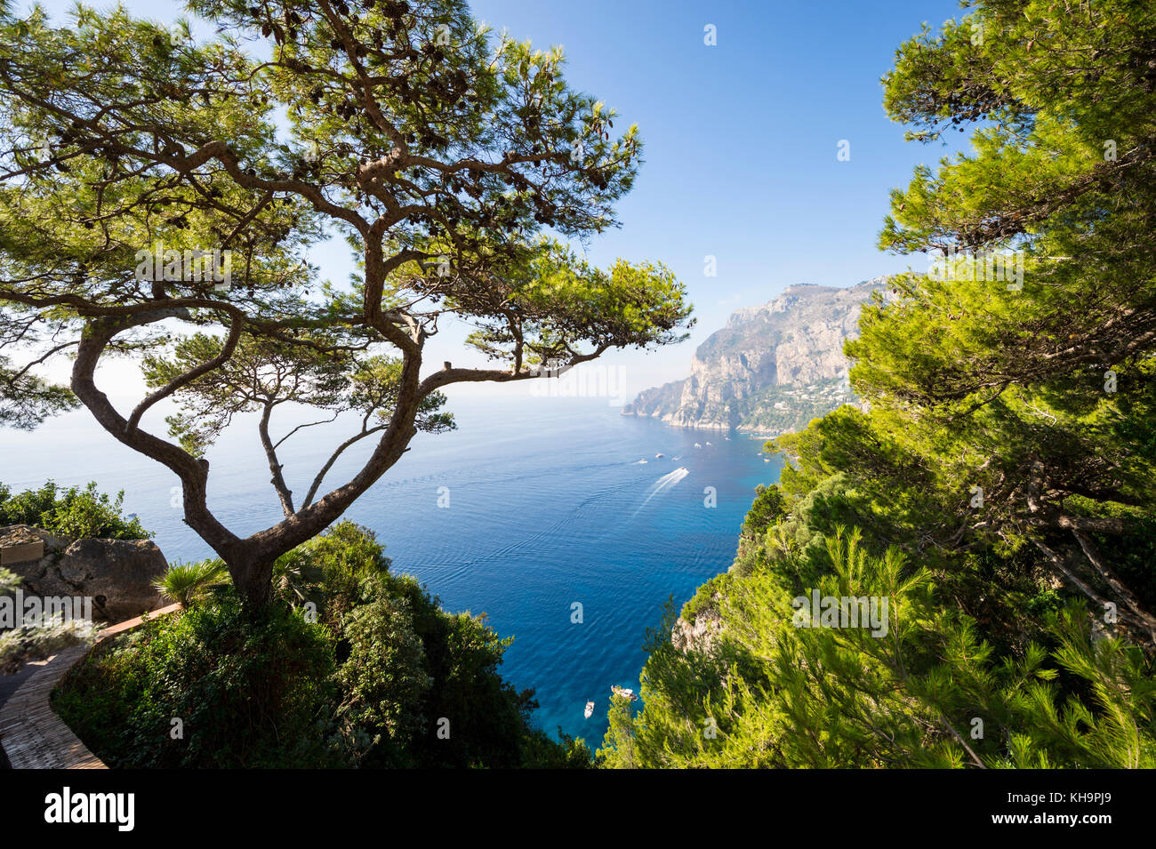 View through pine trees to the iconic cliffs of Capri Island in Italy ...