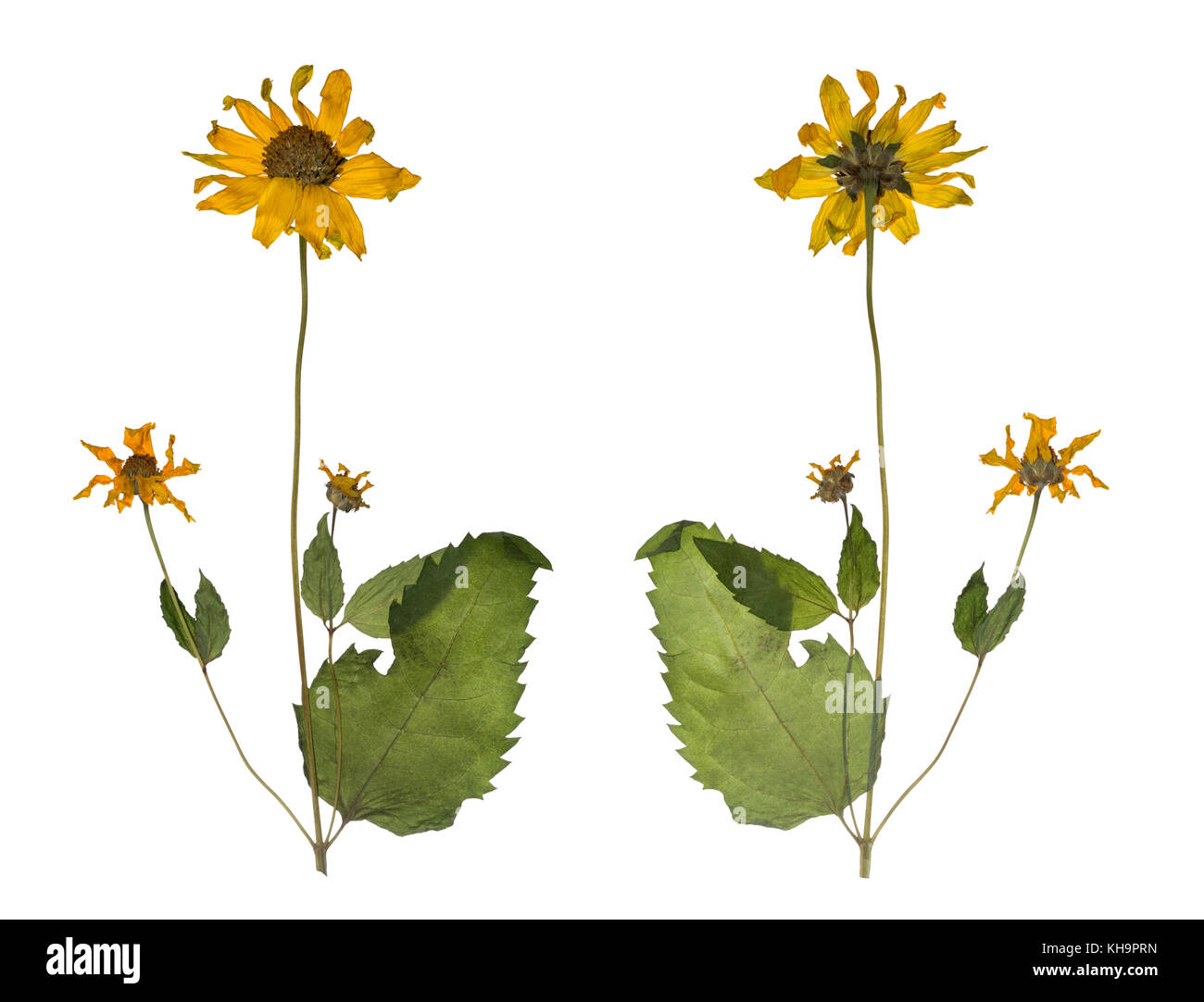 Dried and pressed the spring wild flowers isolated on white background ...