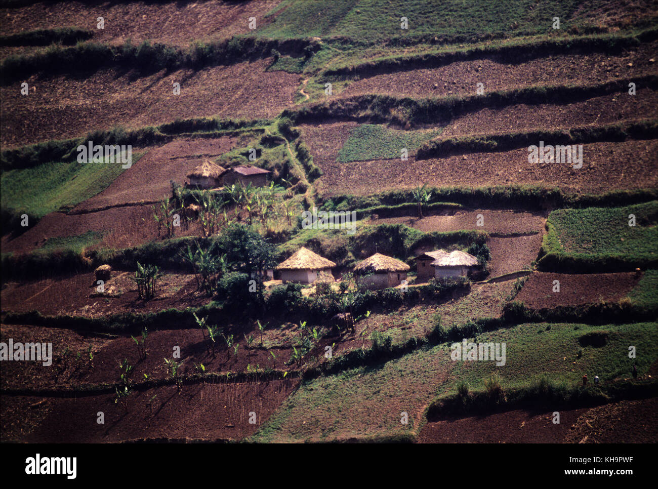 Tipycal african huts surrounded by terraced fields near Kisoro town ...