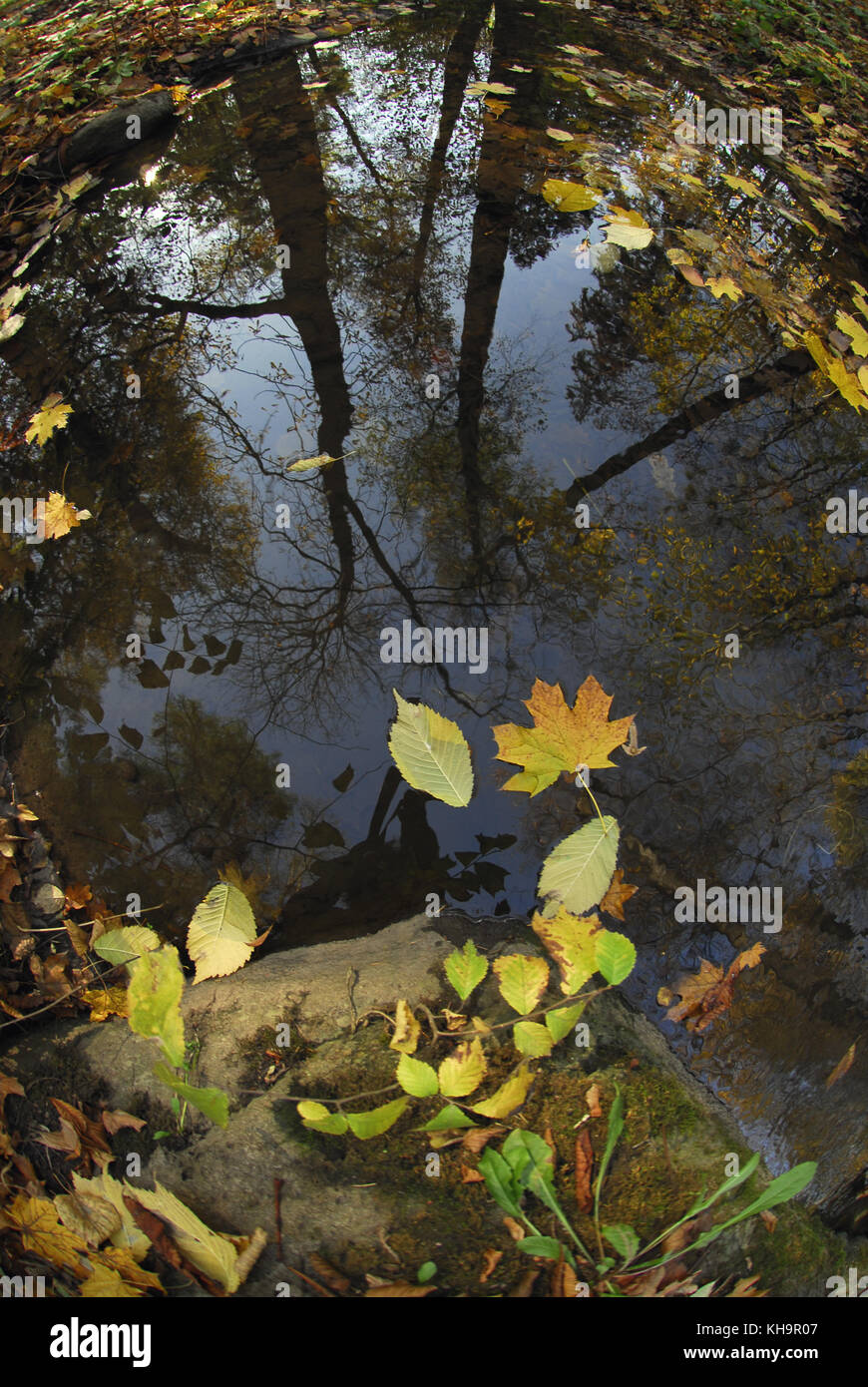 Mirror reflection of dark tree trunks with flying leaves and a dark ...