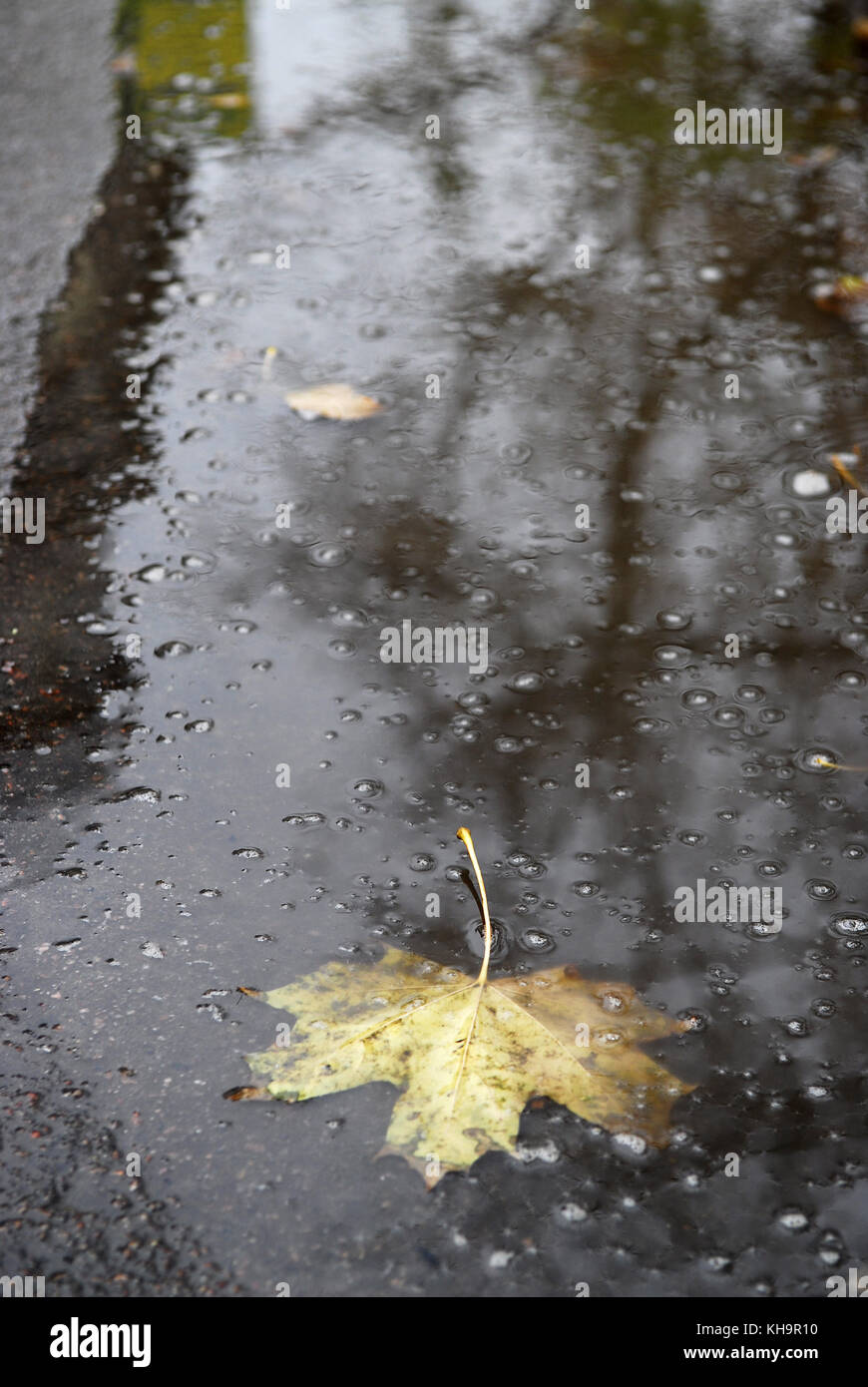 Large gray puddle with blurry reflections of trees and a large yellow ...