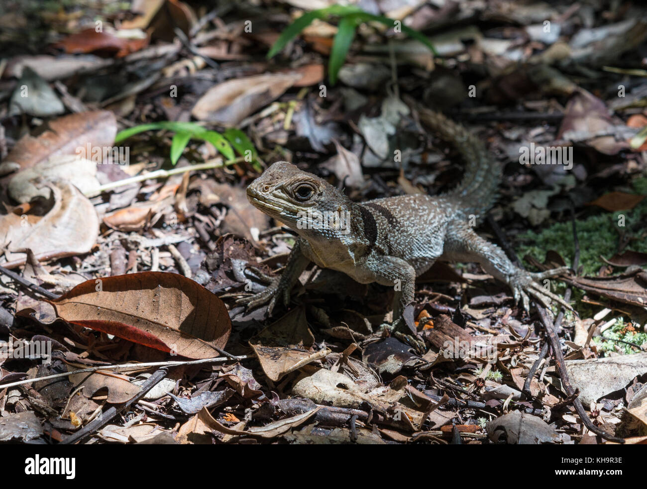 A Collared Iguana (Oplurus cuvieri) on forest floor. Madagascar, Africa ...