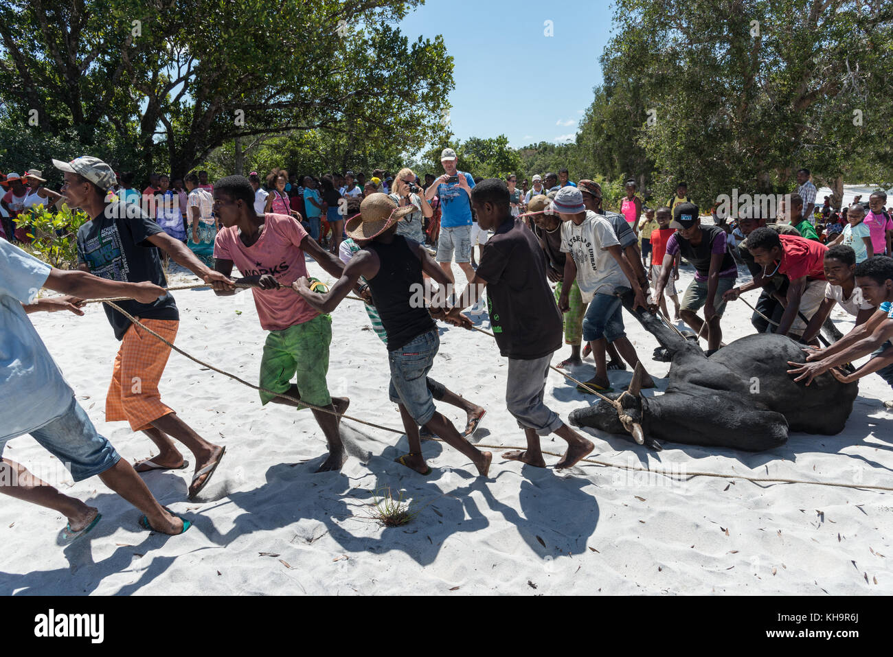 A group of young men drag the sacrificial cow at a Zebu sacrifice ...