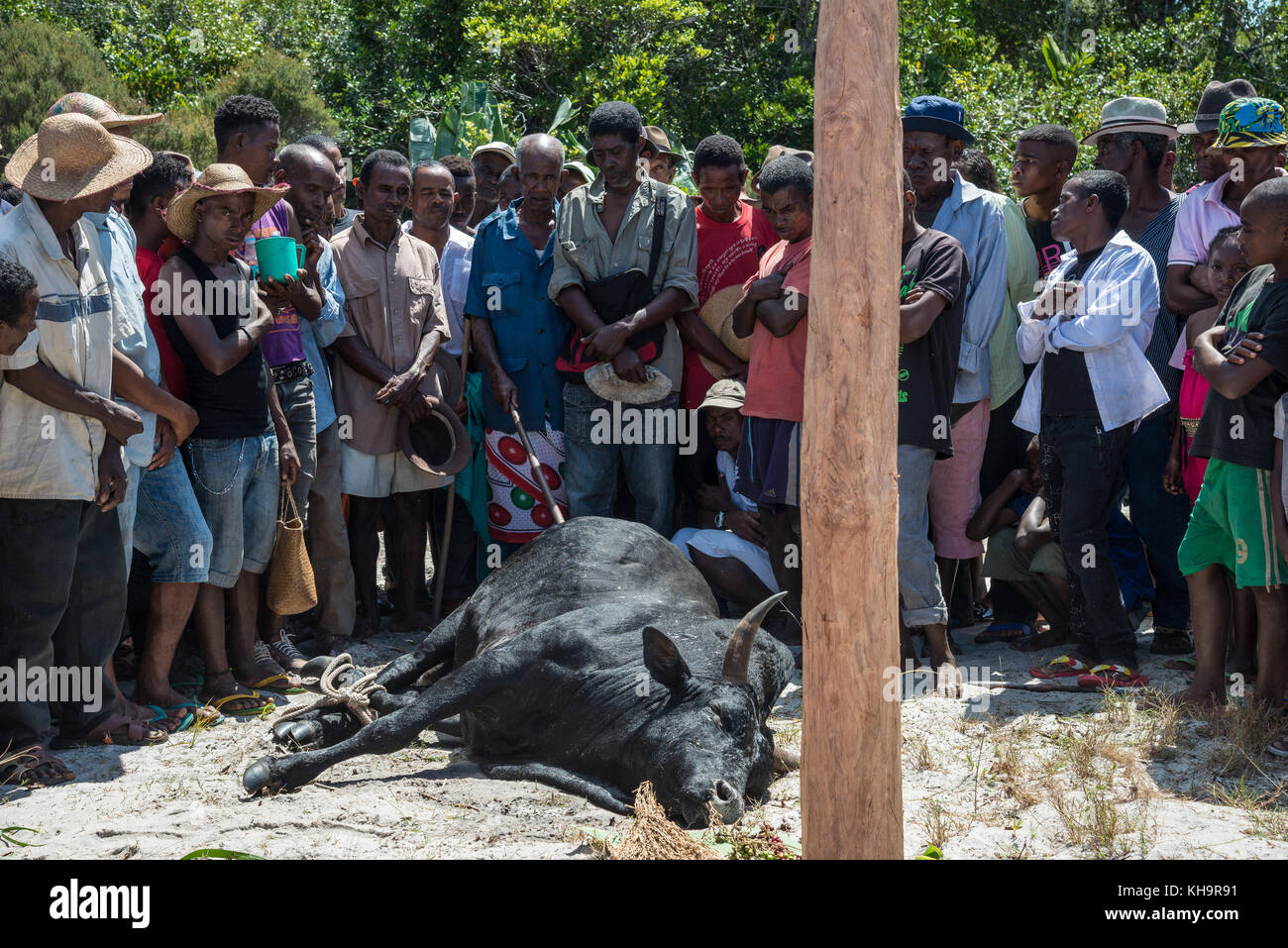 Village elderly men prays before a black cow at a Zebu sacrifice ...