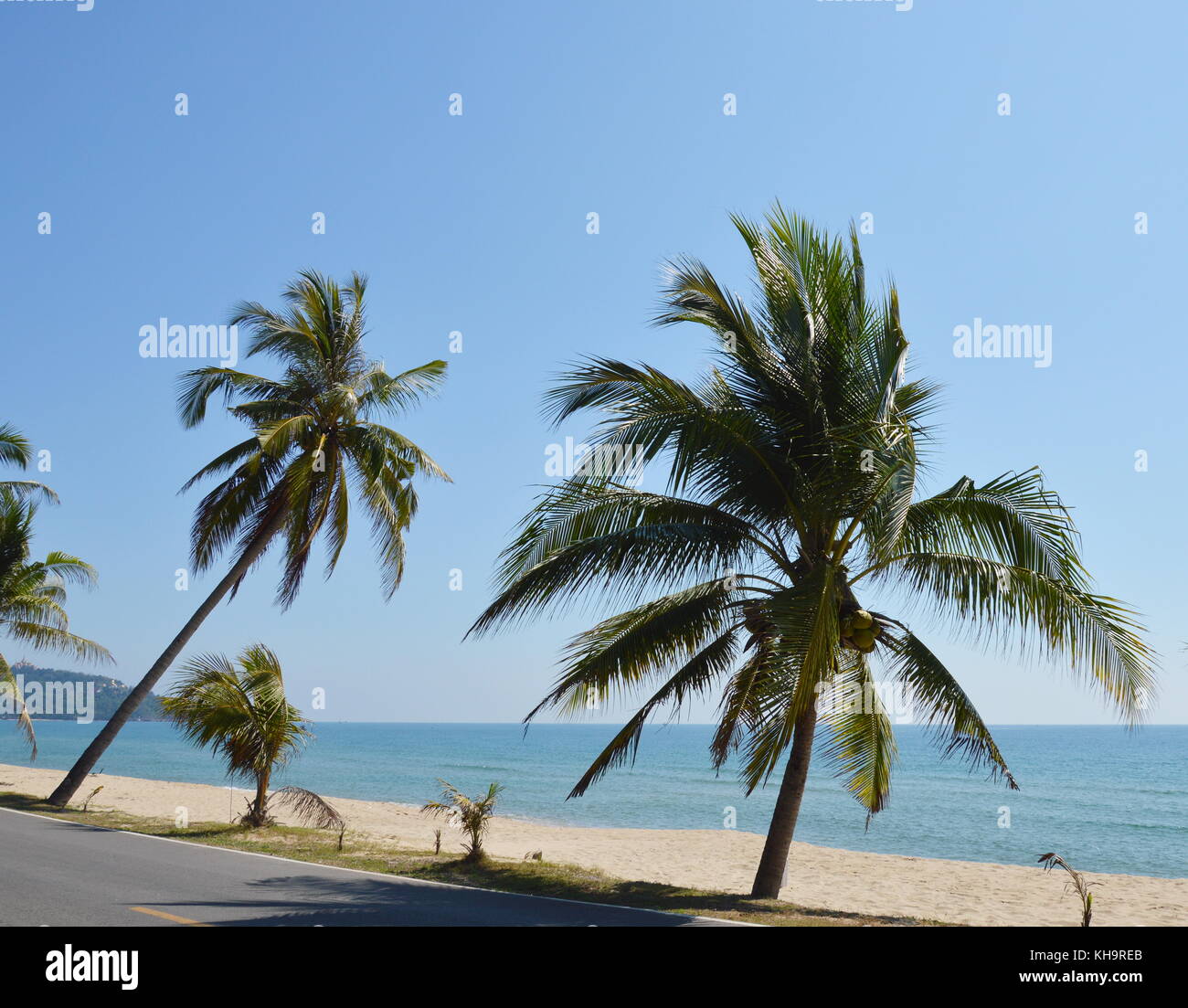 coconut tree on the beach Stock Photo - Alamy