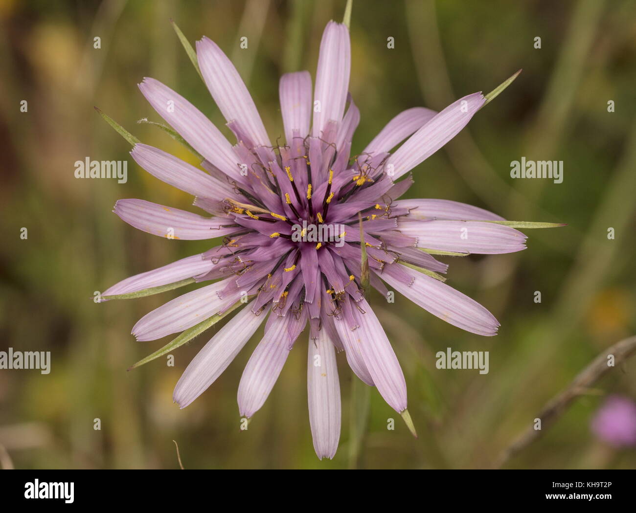 Common salsify, Tragopogon porrifolius, Peloponnese, Greece Stock Photo ...