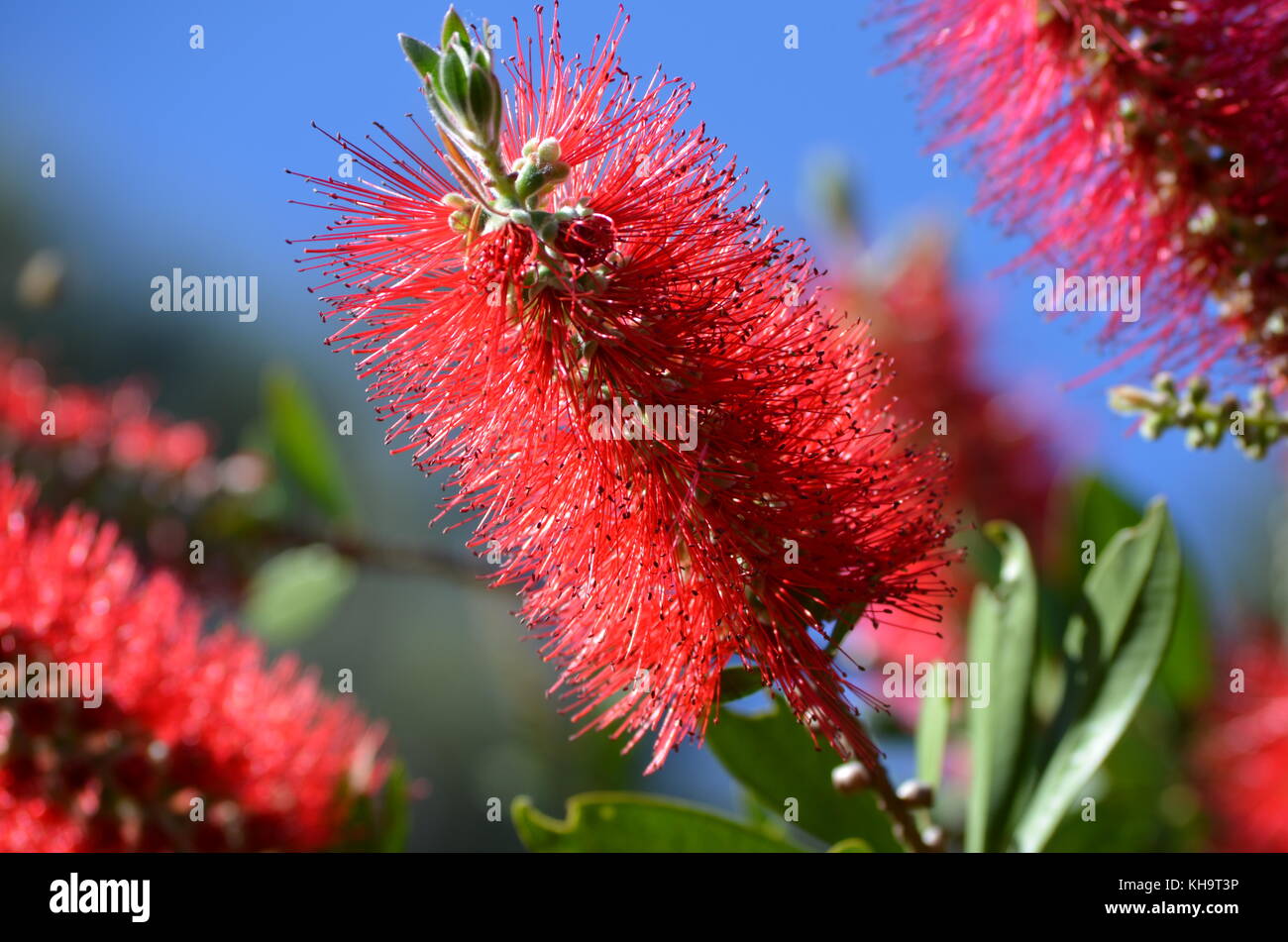 Bottle brush shrub hi-res stock photography and images - Alamy