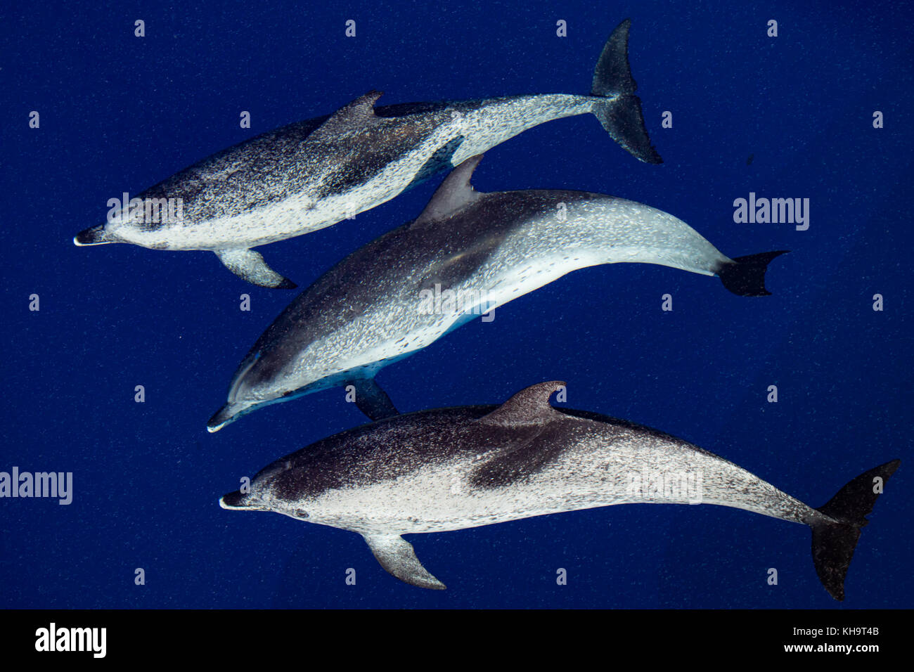 Atlantic spotted dolphins come to ride the bow of the National ...