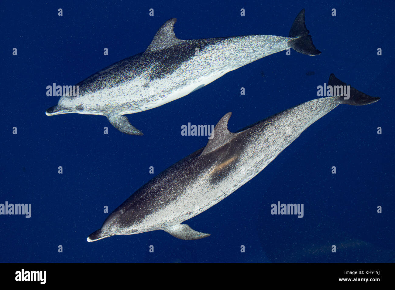Atlantic spotted dolphins come to ride the bow of the National ...