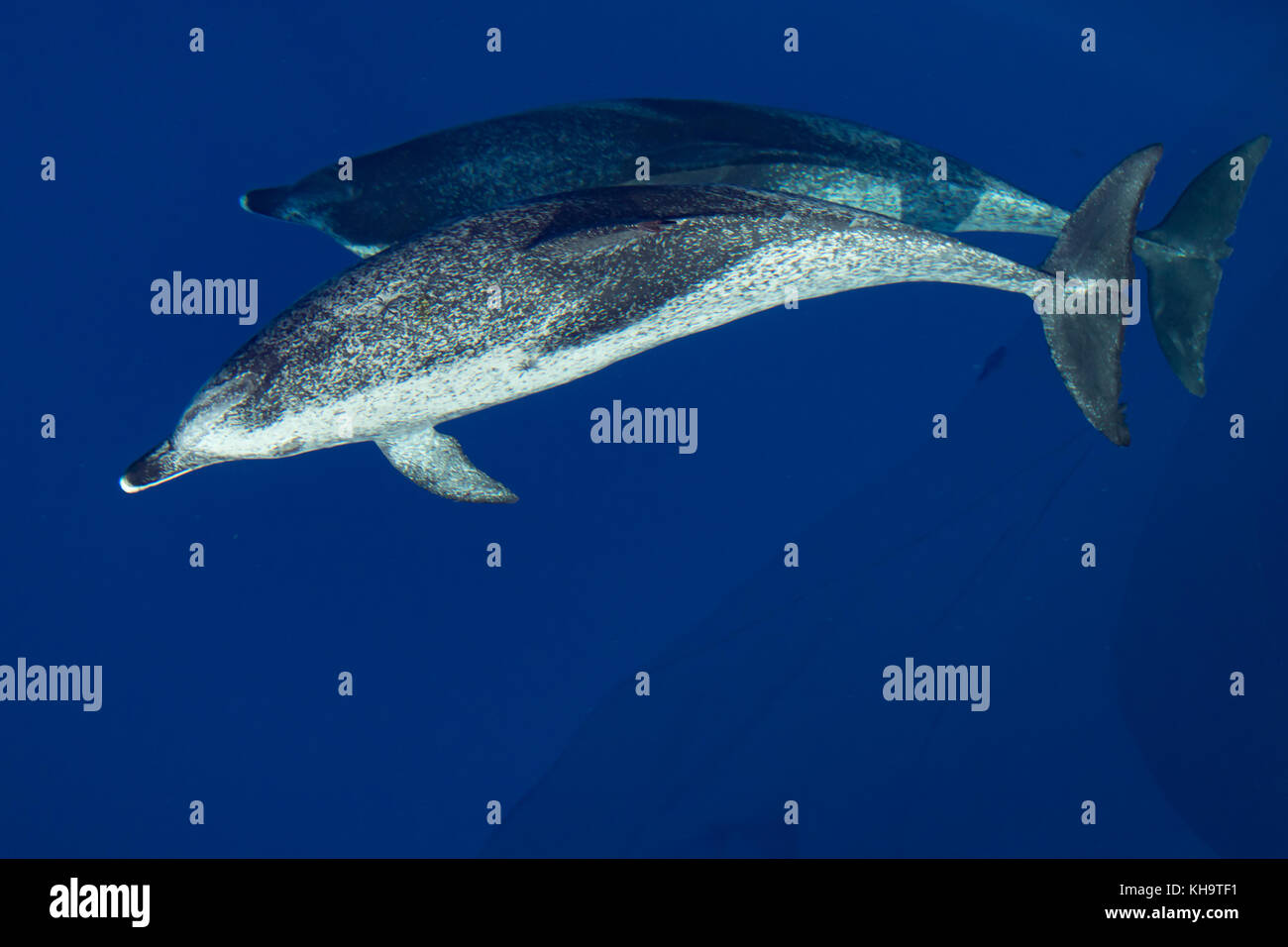 Atlantic spotted dolphins come to ride the bow of the National ...