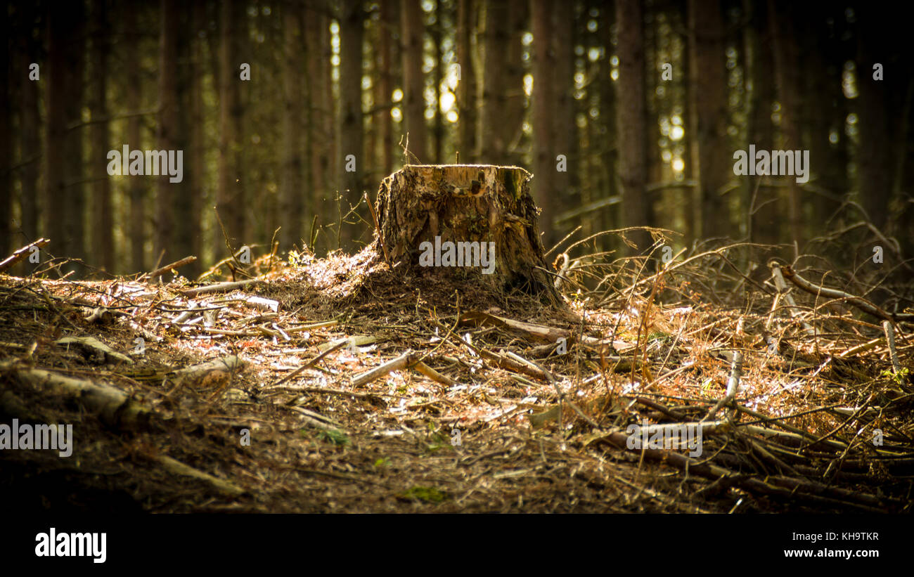 trunk in a forest Stock Photo - Alamy
