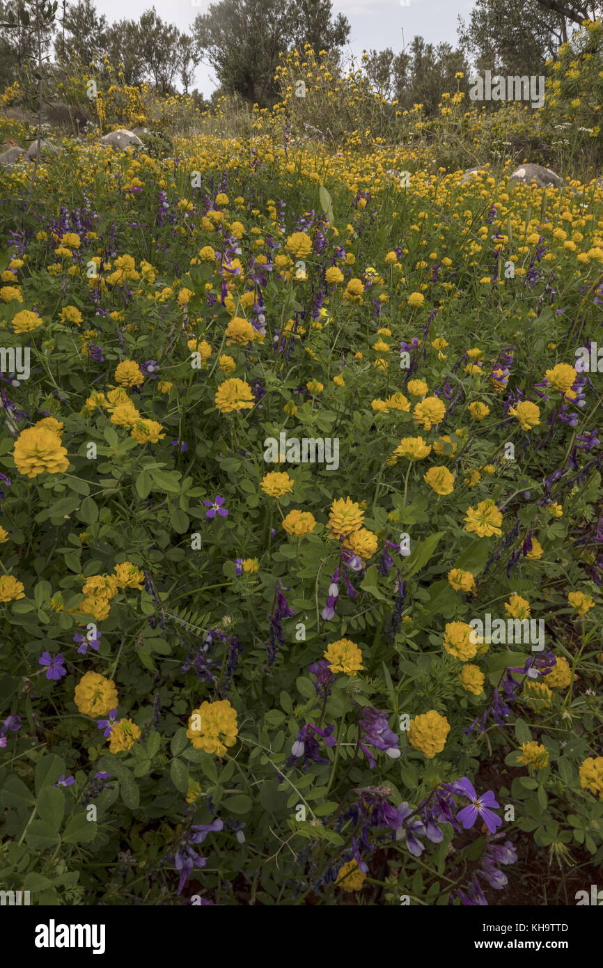 Masses of spring flowers in an old Olive grove, dominated by an endemic ...