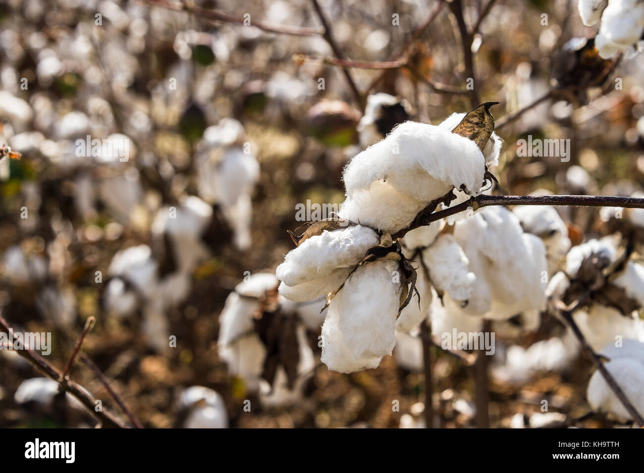 Lint fiber hi-res stock photography and images - Alamy