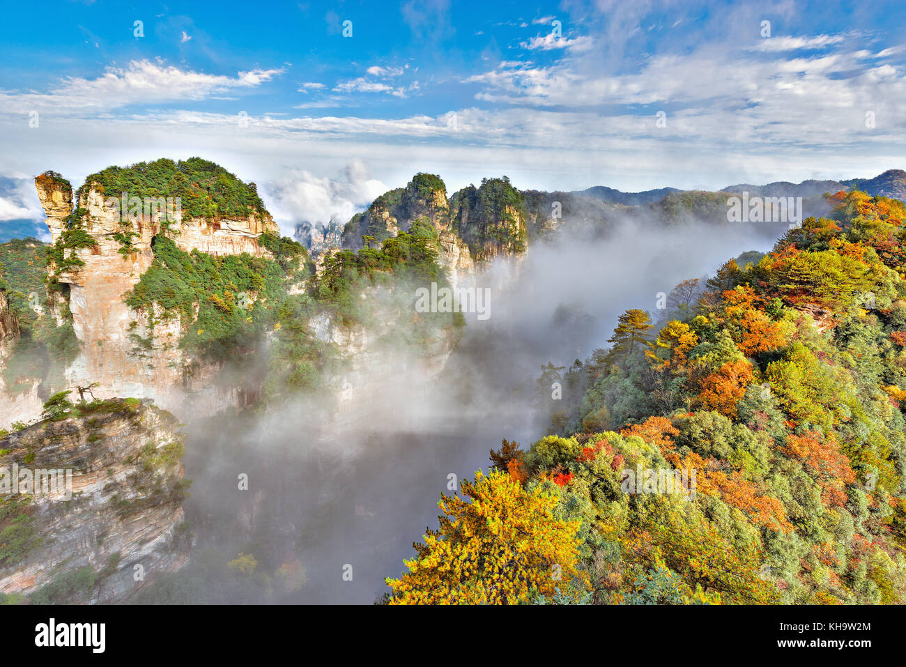Trees on the colorful cliffs in Zhangjiajie Forest Park at foggy ...