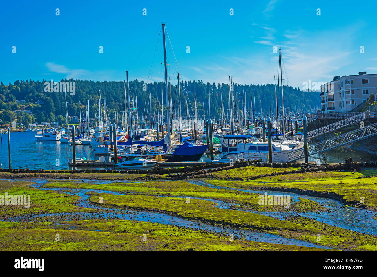 Stock Photo Gig Harbor Puget Sound Washington Boats Creek Evergreen ...