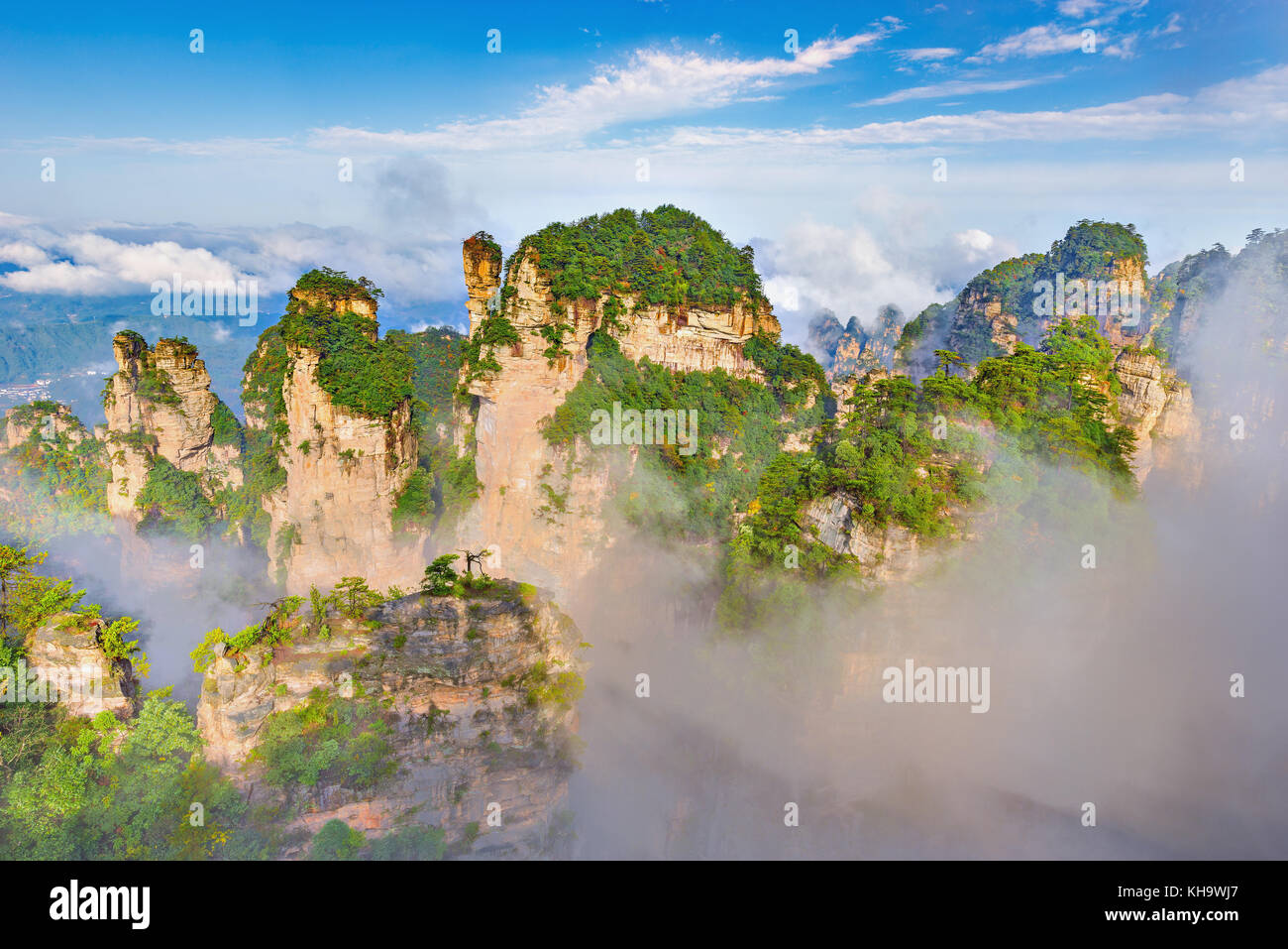 Trees on the colorful cliffs in Zhangjiajie Forest Park at foggy ...