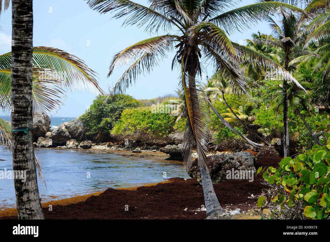 Bathsheba Beach; Bathsheba; ST. Joseph; Barbados Stock Photo - Alamy
