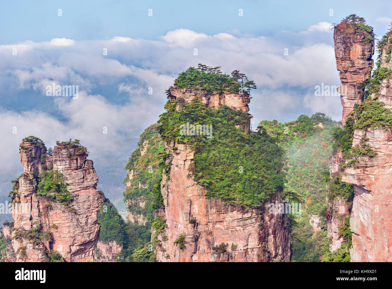 Trees on the colorful cliffs in Zhangjiajie Forest Park at foggy ...