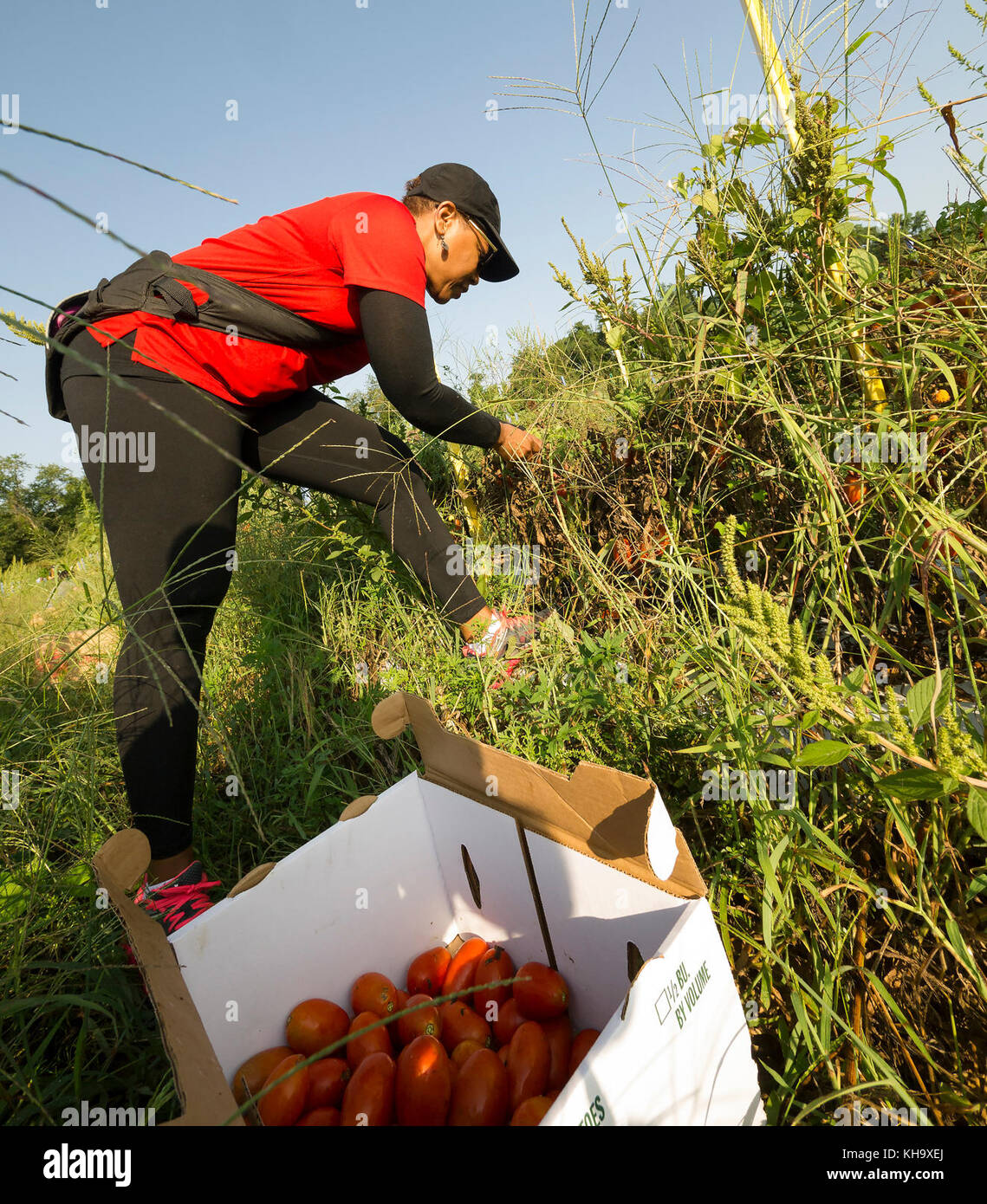 Feed tomatoes growing hi-res stock photography and images - Alamy