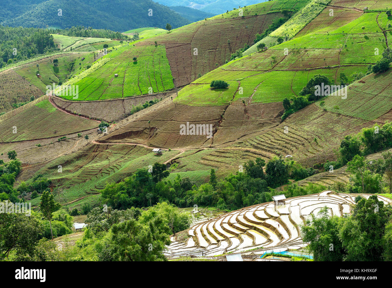 Terraced rice fields in Thailand Stock Photo - Alamy