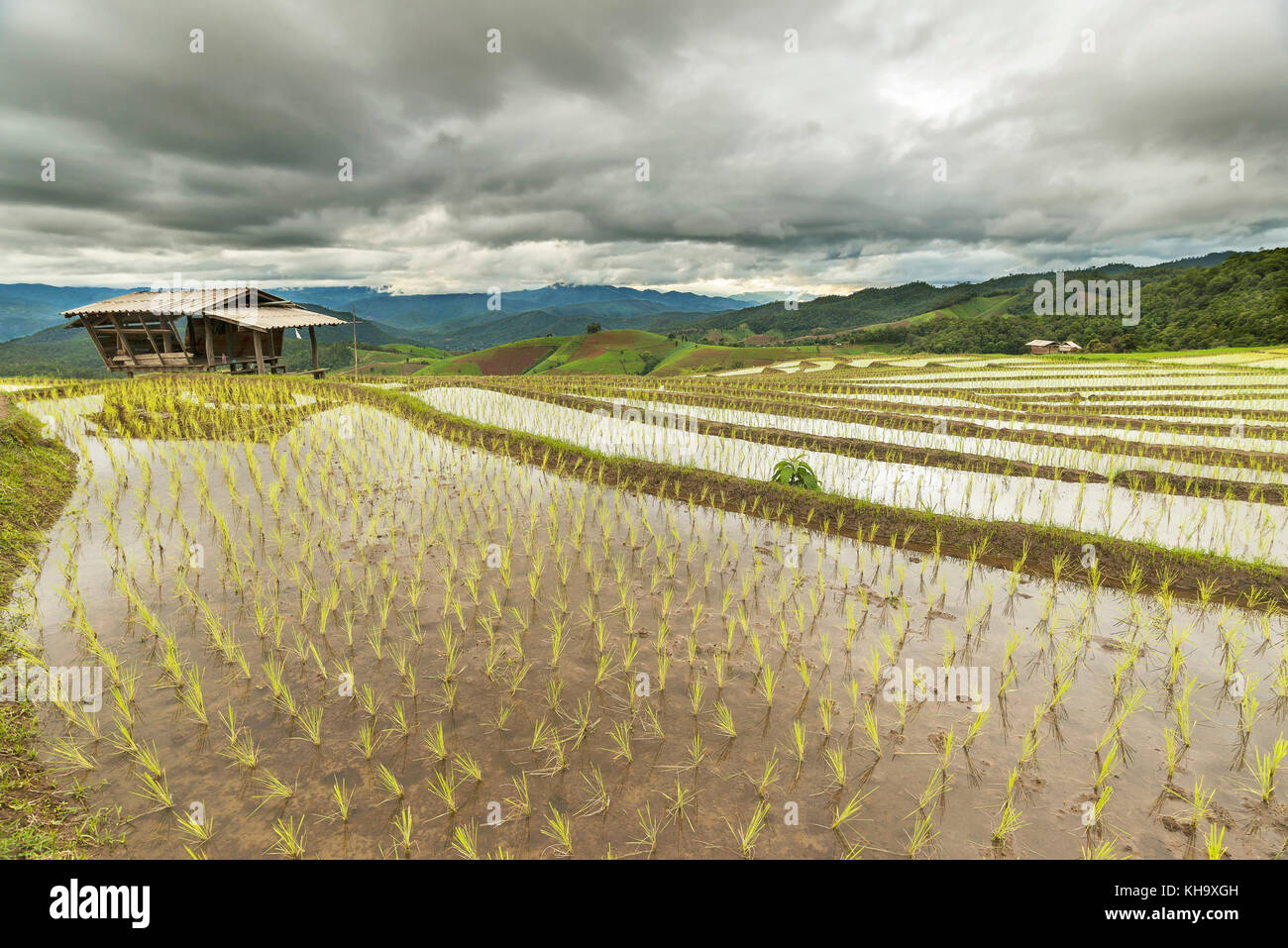 Terraced rice fields in Thailand Stock Photo - Alamy