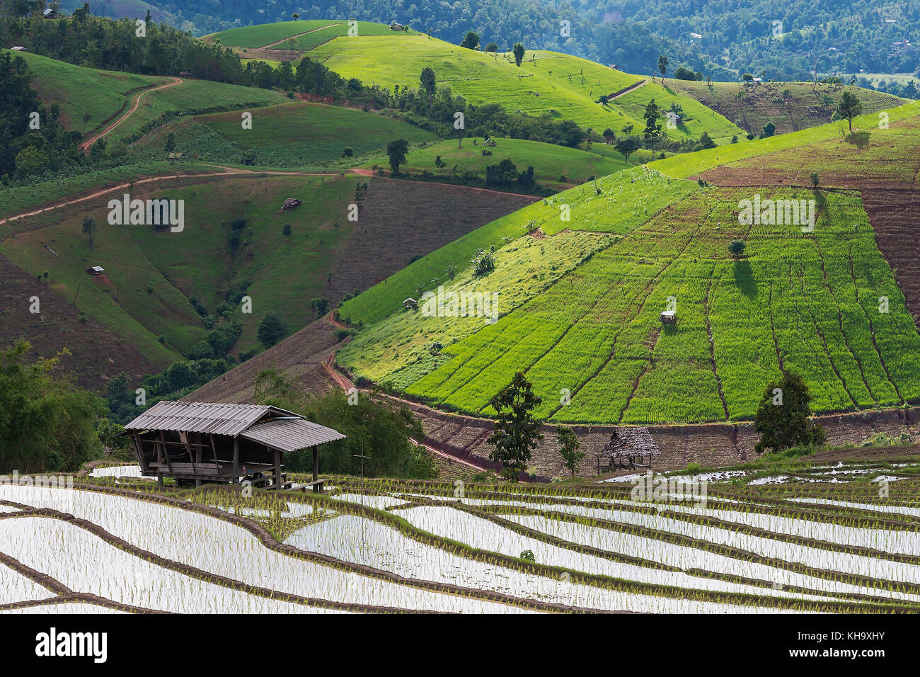Terraced rice fields in Thailand Stock Photo - Alamy