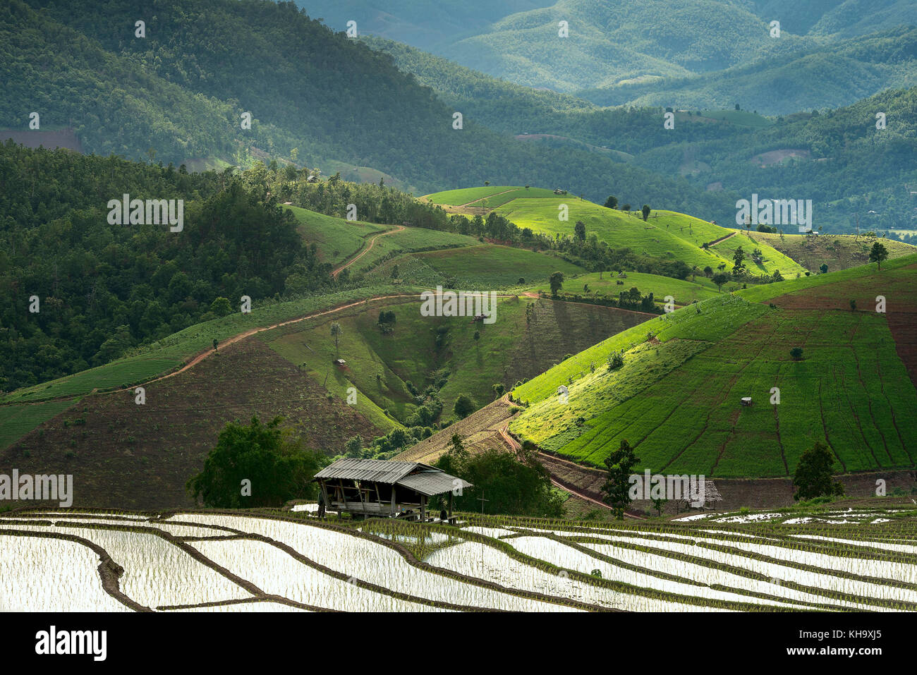 Terraced rice fields in Thailand Stock Photo - Alamy