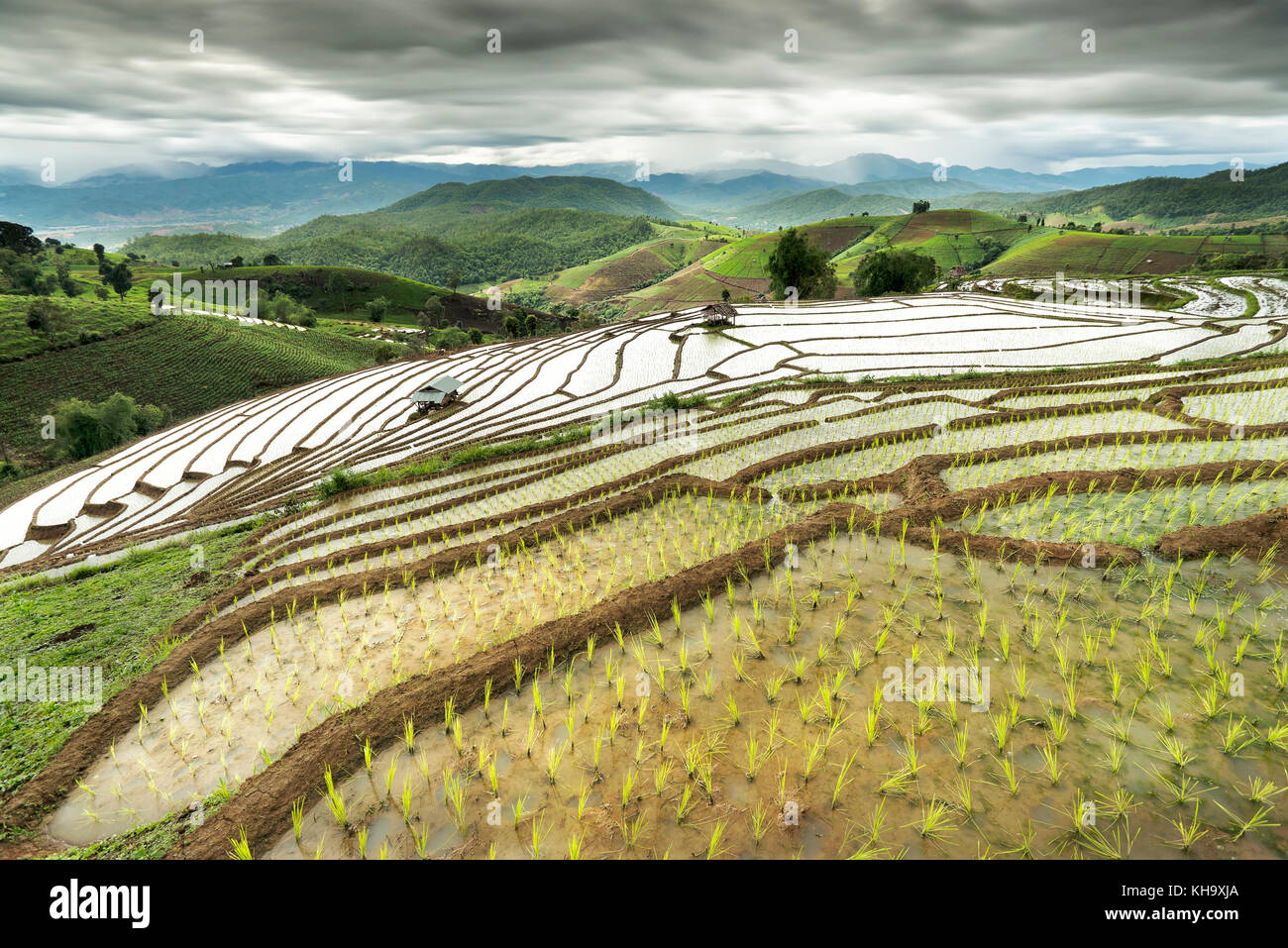 Terraced rice fields in Thailand Stock Photo - Alamy