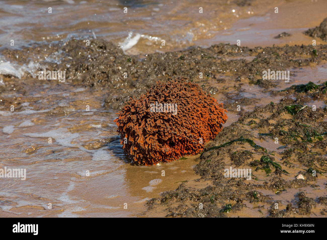 Live sea sponge hi-res stock photography and images - Alamy