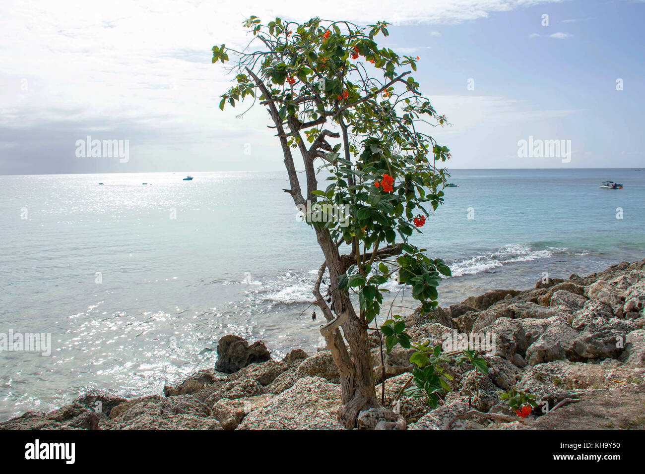 Paynes Bay Beach; Paynes Bay; St. James; Barbados Stock Photo - Alamy
