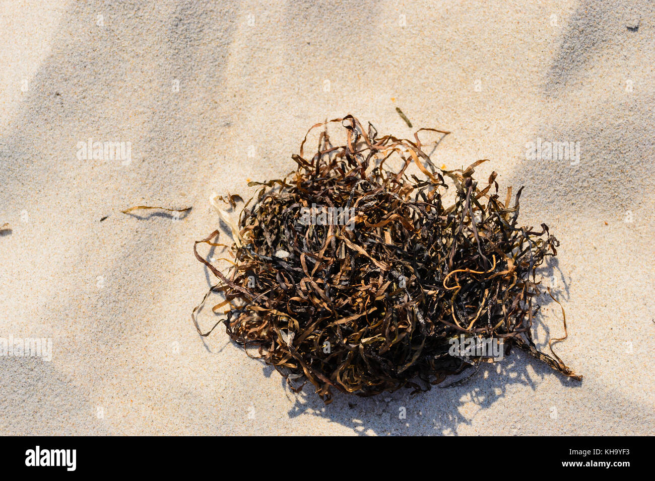 Wrack on a beach on summer at Baltic sea in Poland Stock Photo - Alamy