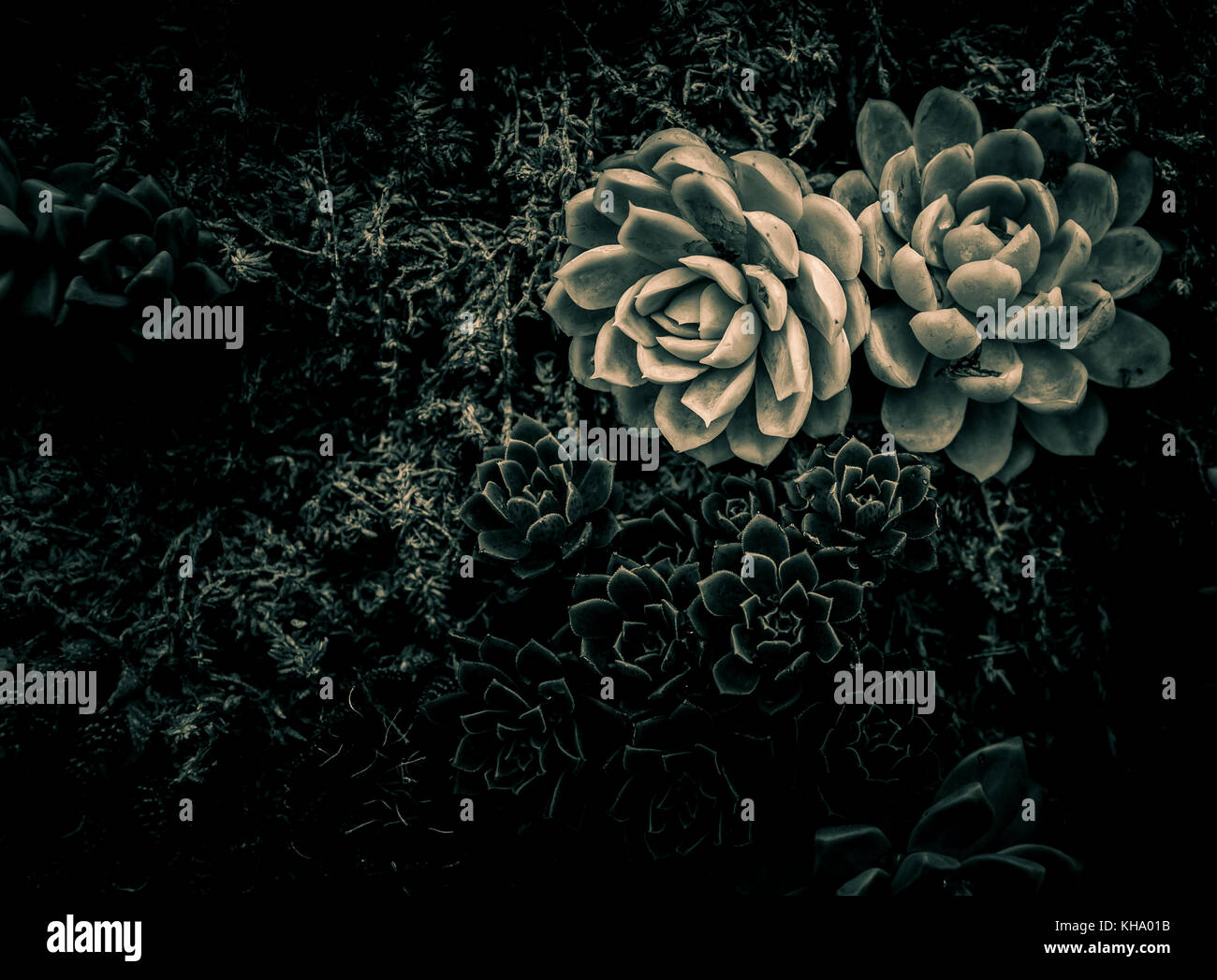 A group of succulent plants with green color Stock Photo - Alamy