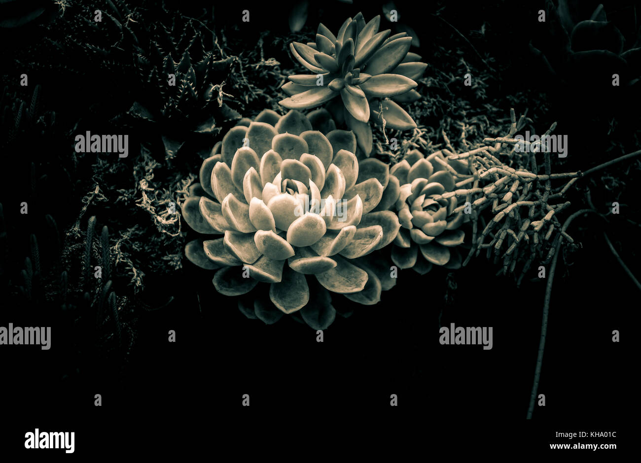 A group of succulent plants with green color Stock Photo - Alamy