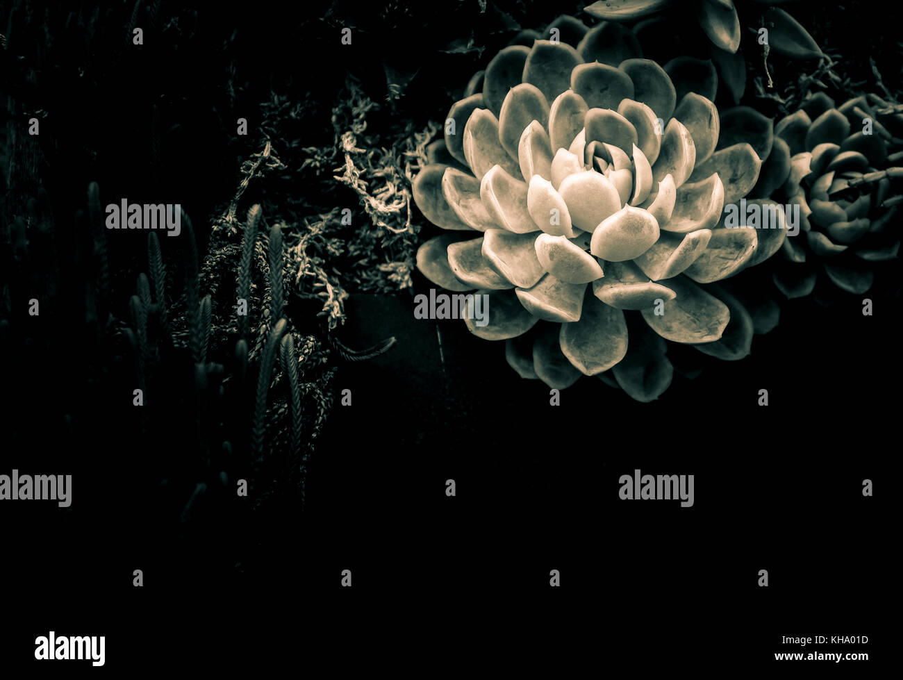 A group of succulent plants with green color Stock Photo - Alamy