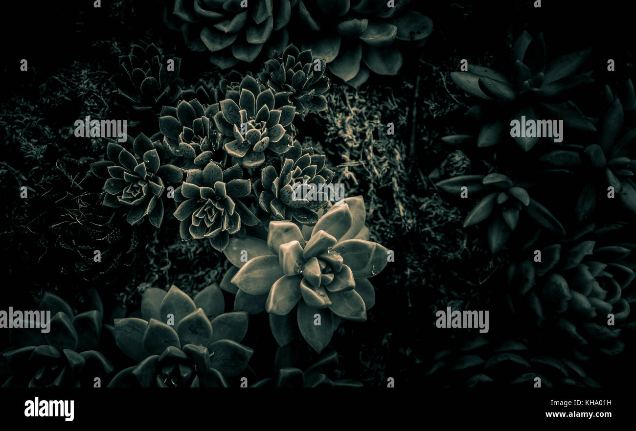 A group of succulent plants with green color Stock Photo - Alamy