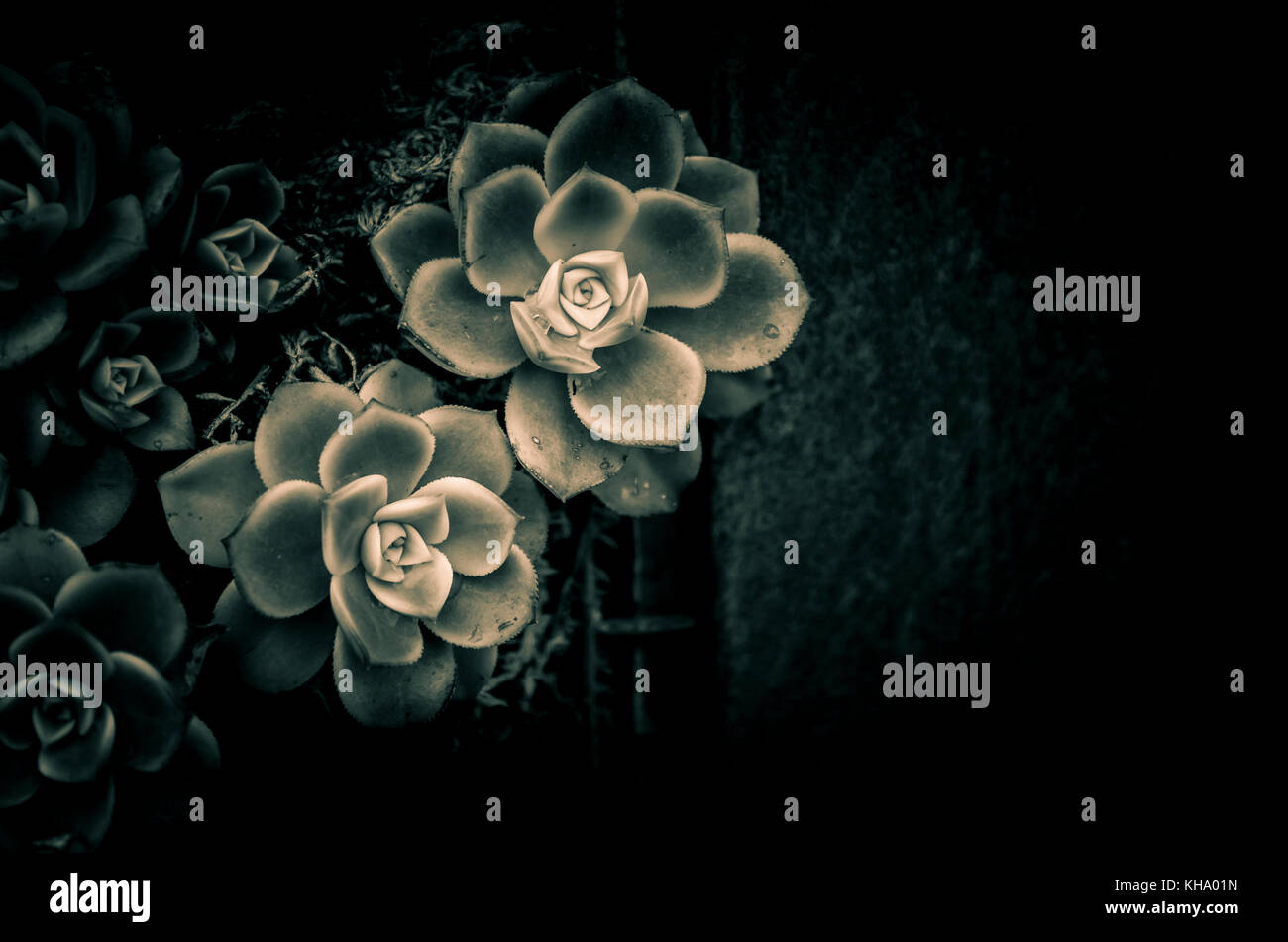 A group of succulent plants with green color Stock Photo - Alamy