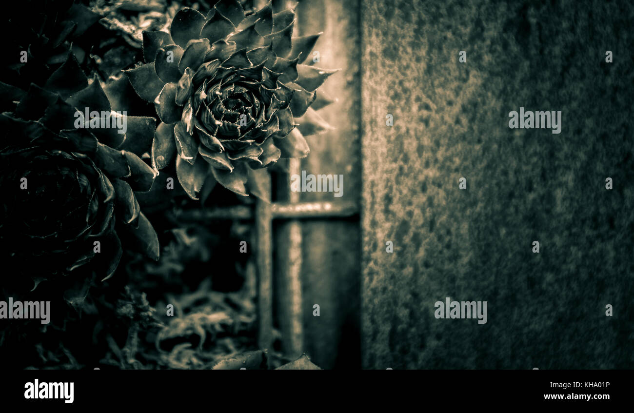 A group of succulent plants with green color Stock Photo - Alamy