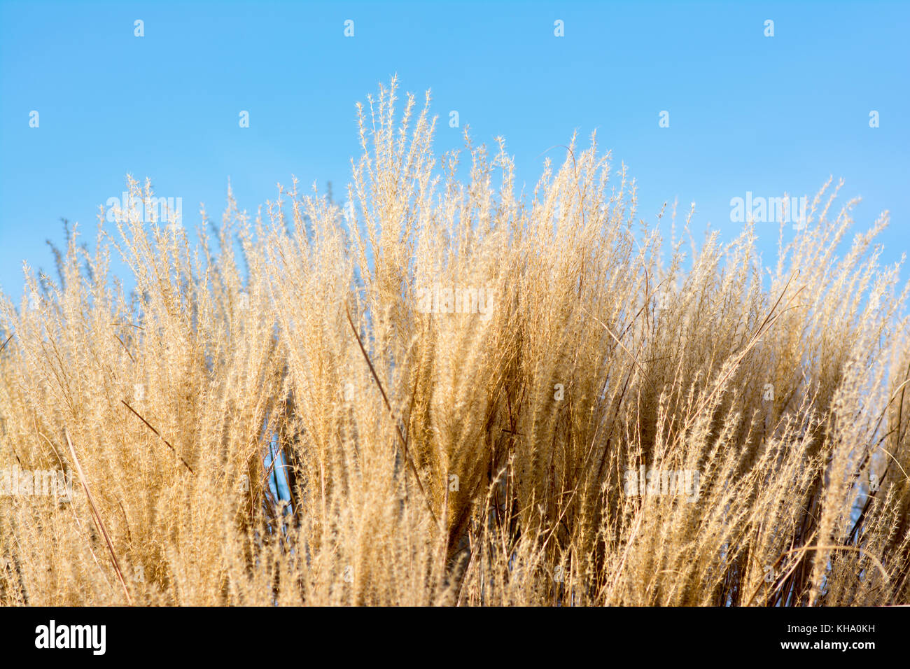 Long wild reeds with brilliant blue sky background Stock Photo - Alamy
