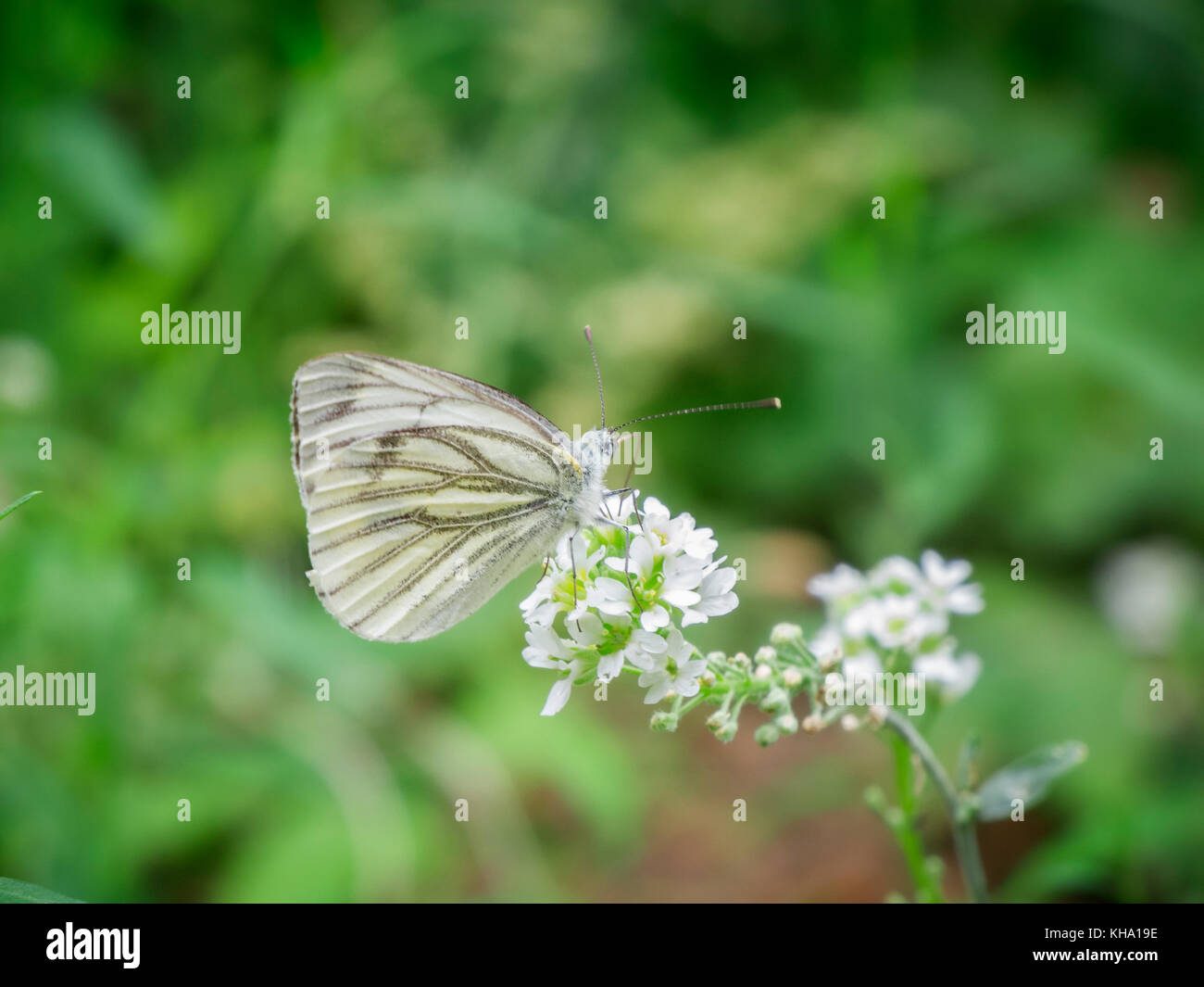 Lateral view of a small cabbage white butterfly (lat .: Pieris rapae ...