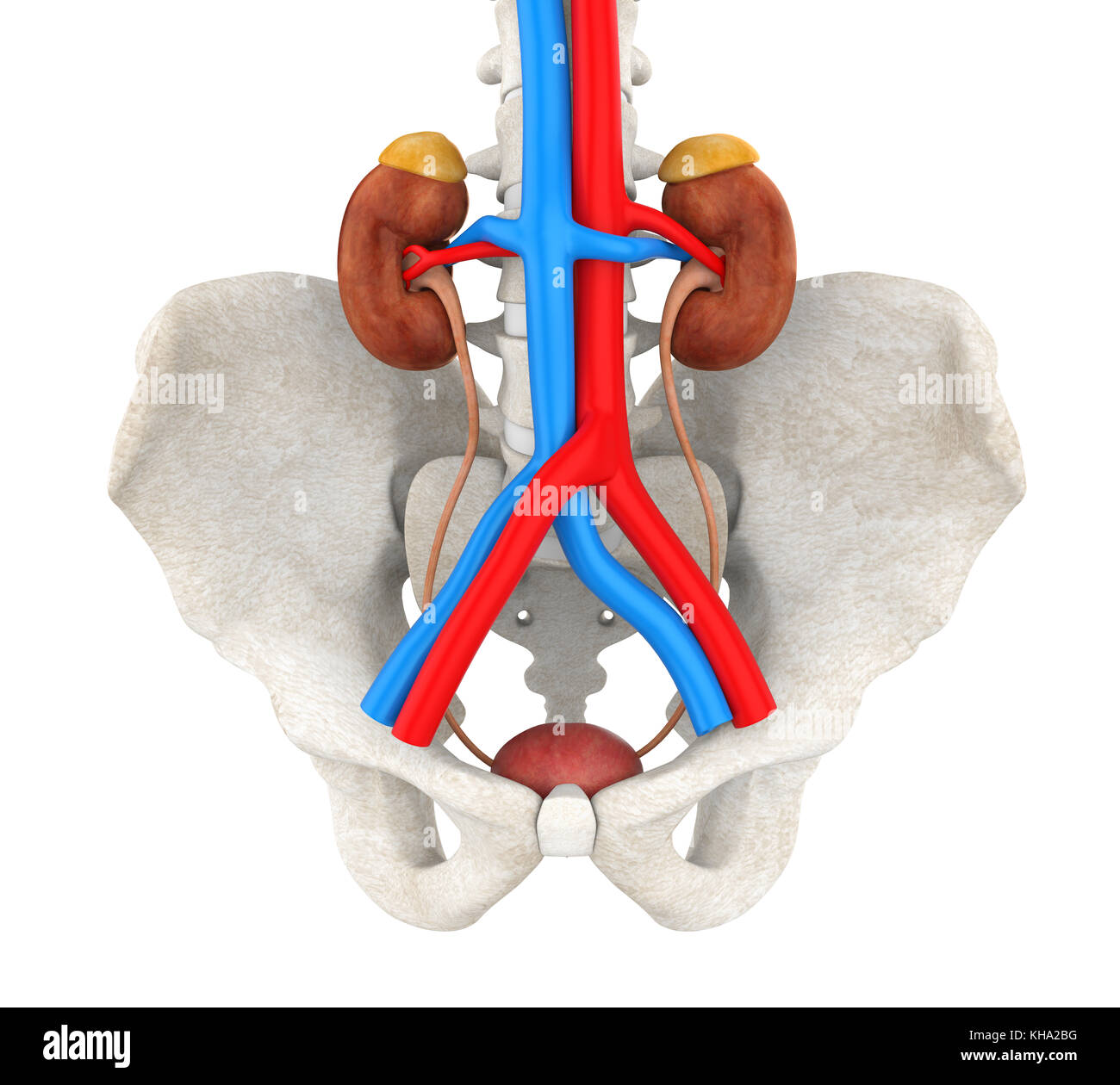 Human Urinary System Illustration Stock Photo - Alamy