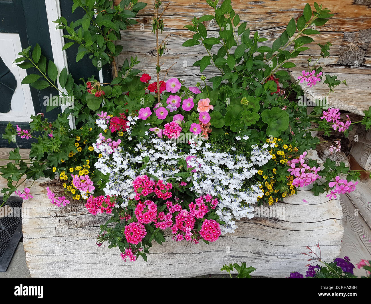 Balkonblumen surfina geranien hi-res stock photography and images - Alamy