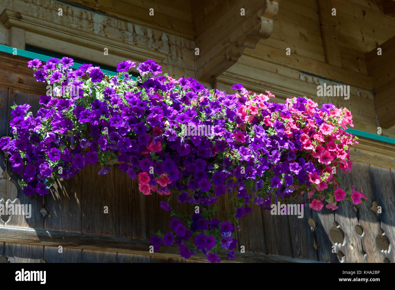 Pelargoniums patio hi-res stock photography and images - Alamy