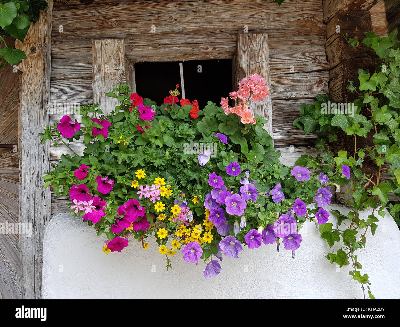 Balkonblumen surfina geranien hi-res stock photography and images - Alamy