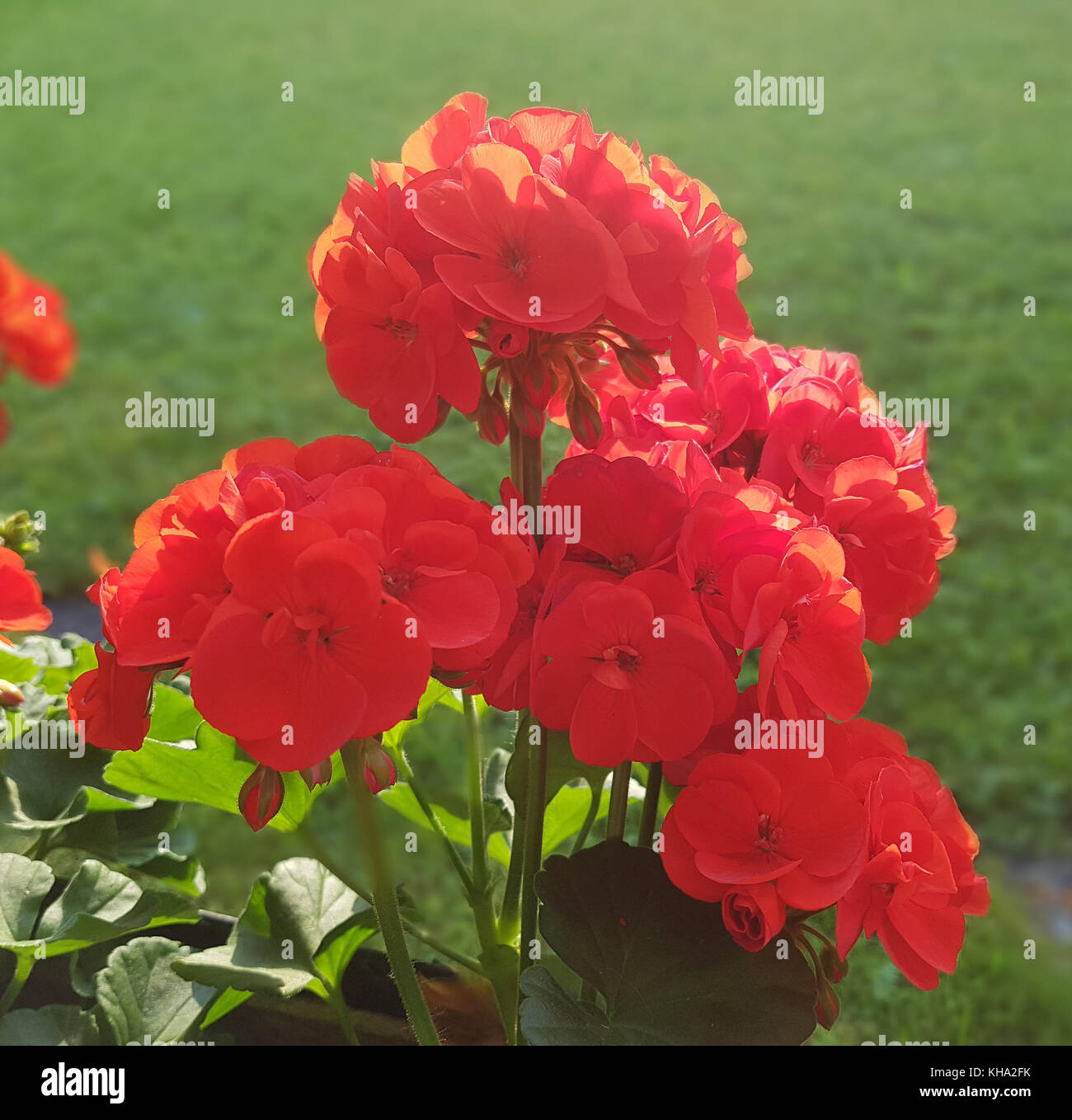 Geranien; Pelargonium; Pelargonie Stock Photo - Alamy