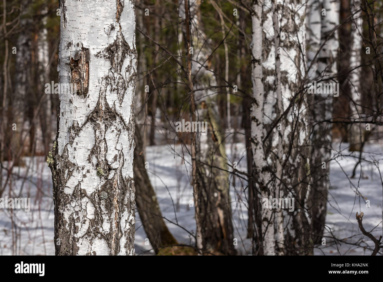 Winter background of birch trunk in winter snowy forest Stock Photo - Alamy